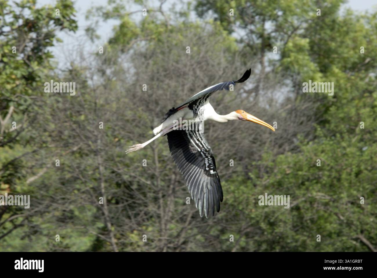 Painted stork bird flying, Delhi zoo, Delhi, India, Asia Stock Photo ...