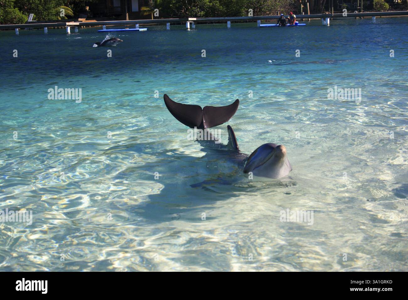 A bottlenose dolphin, Binomial name Tursiops Truncatus, Scientific ...