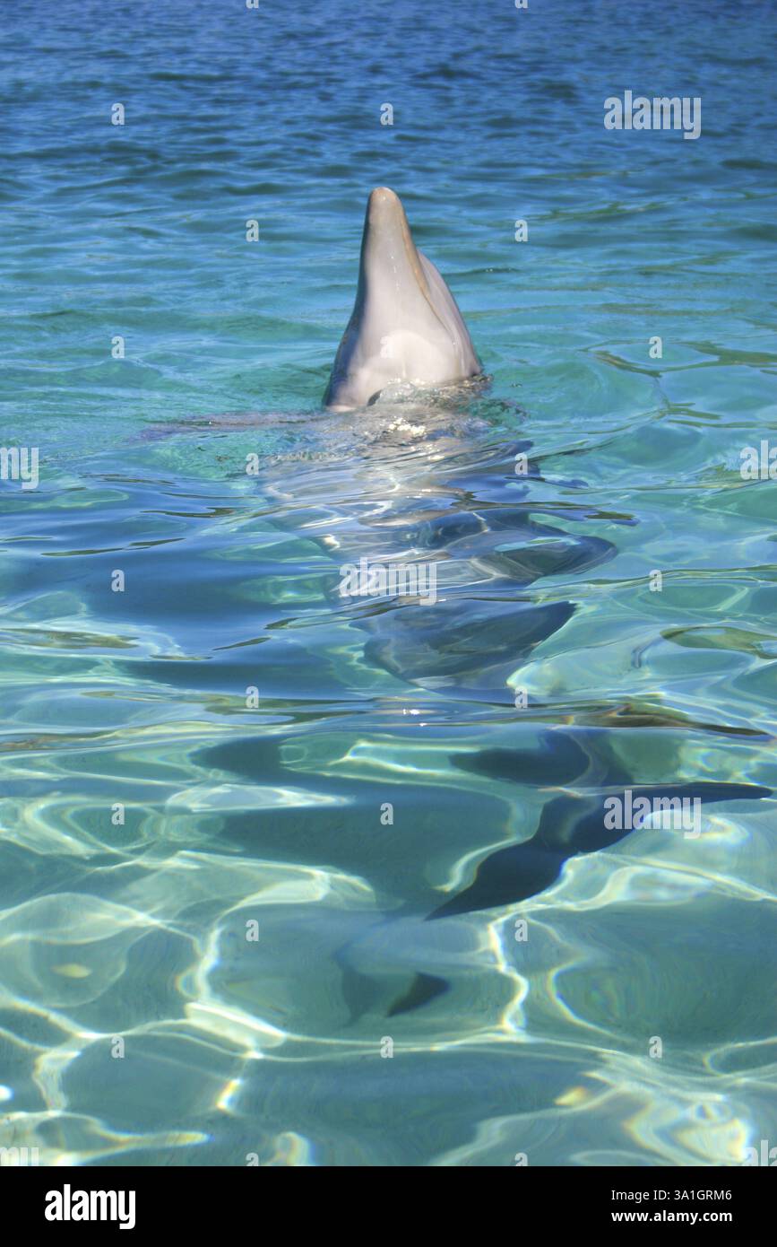 A bottlenose dolphin, Binomial name Tursiops Truncatus, Scientific ...
