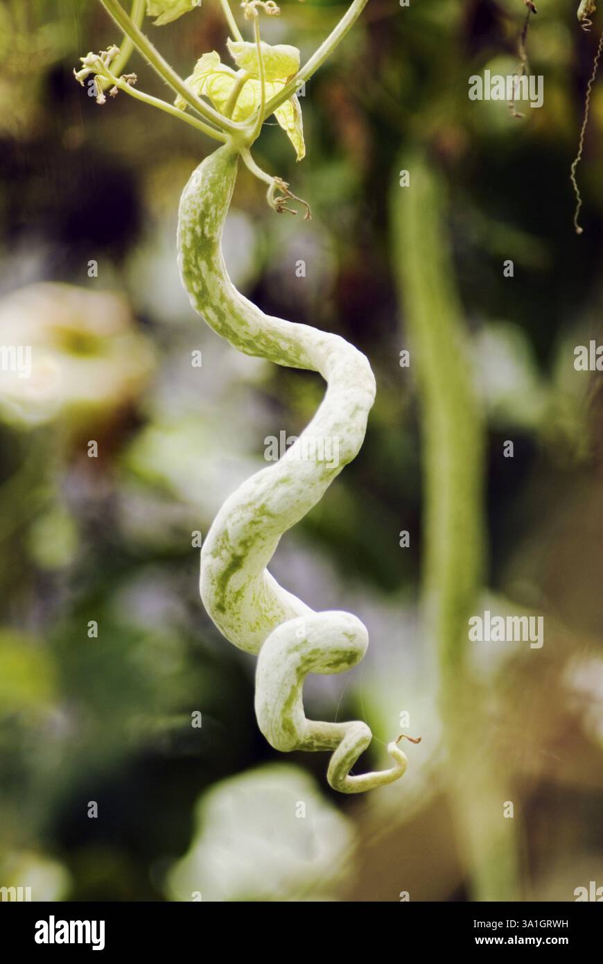 Vegetables, snake gourd trichosanthes kirilowii hanging on branch ...