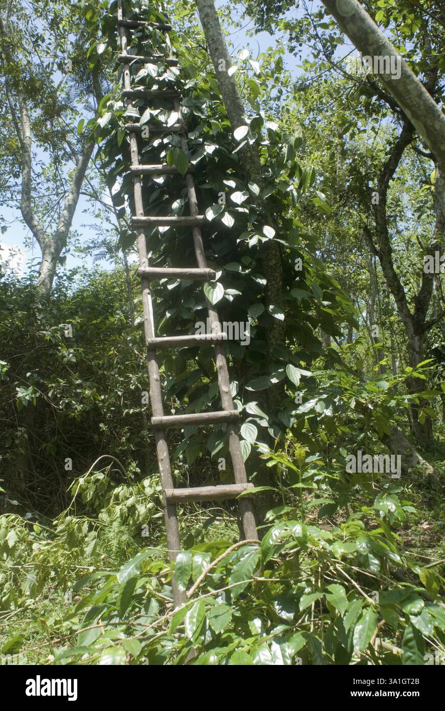 Wooden ladder in jungle, Kodiakanal, Tamil Nadu, India, Asia Stock ...