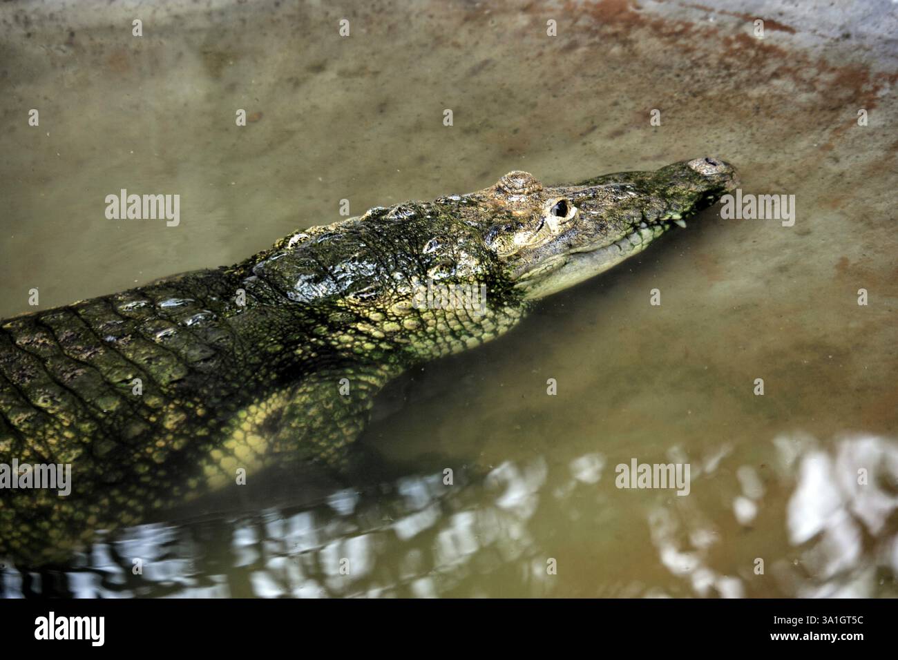 Crocodile in the back hi-res stock photography and images - Alamy