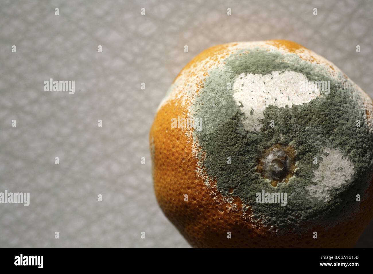Fruit, Orange decaying rotten fungus formed on skin of orange Stock ...