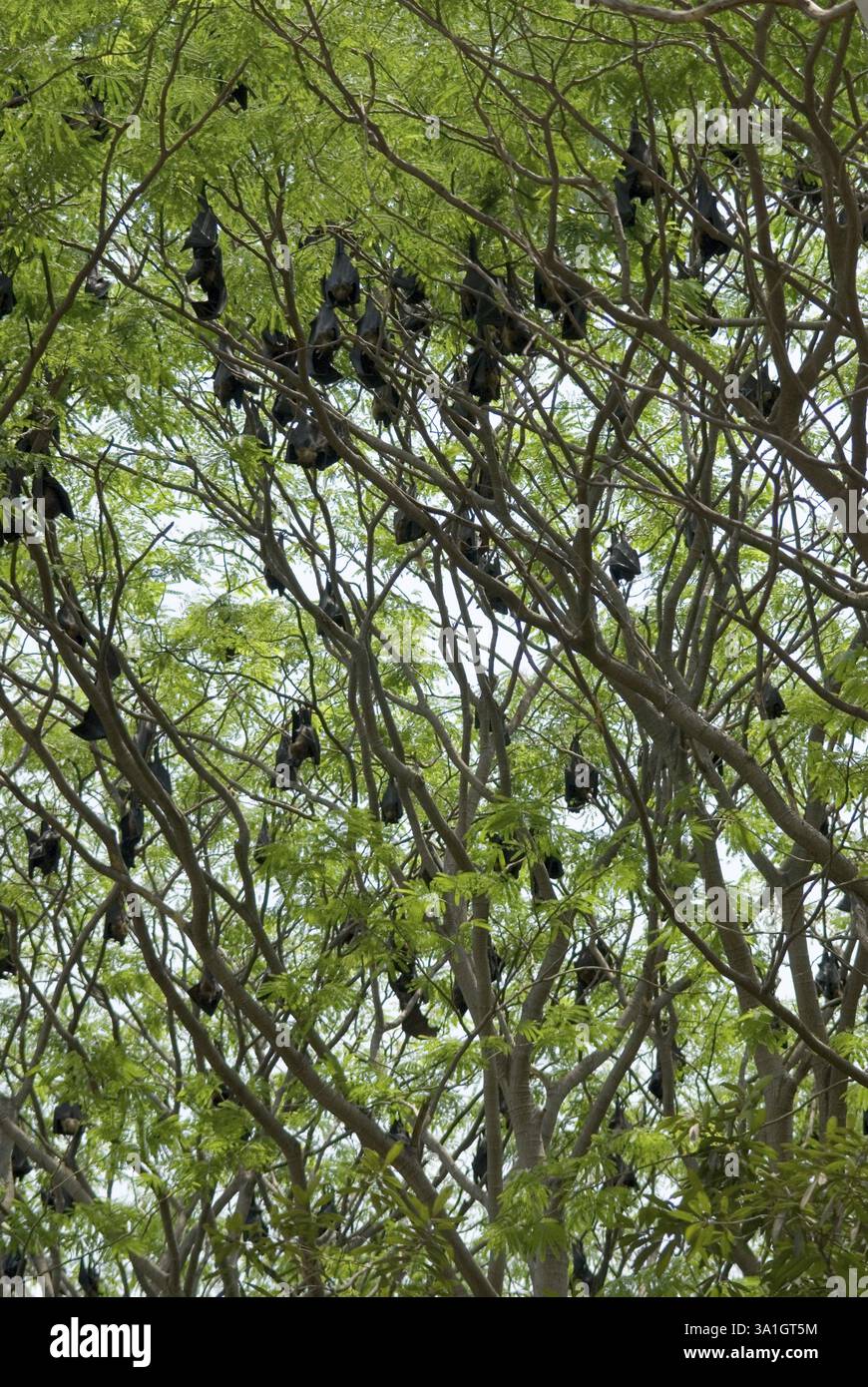 Bats on tree at jijamata garden in Bombay now Mumbai, Maharashtra ...