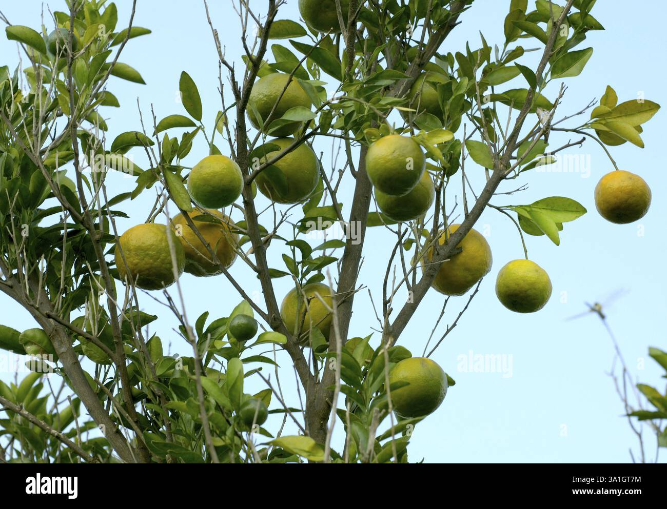 Orange fruits on trees at Ralegan Siddhi near Pune, Maharashtra, India ...