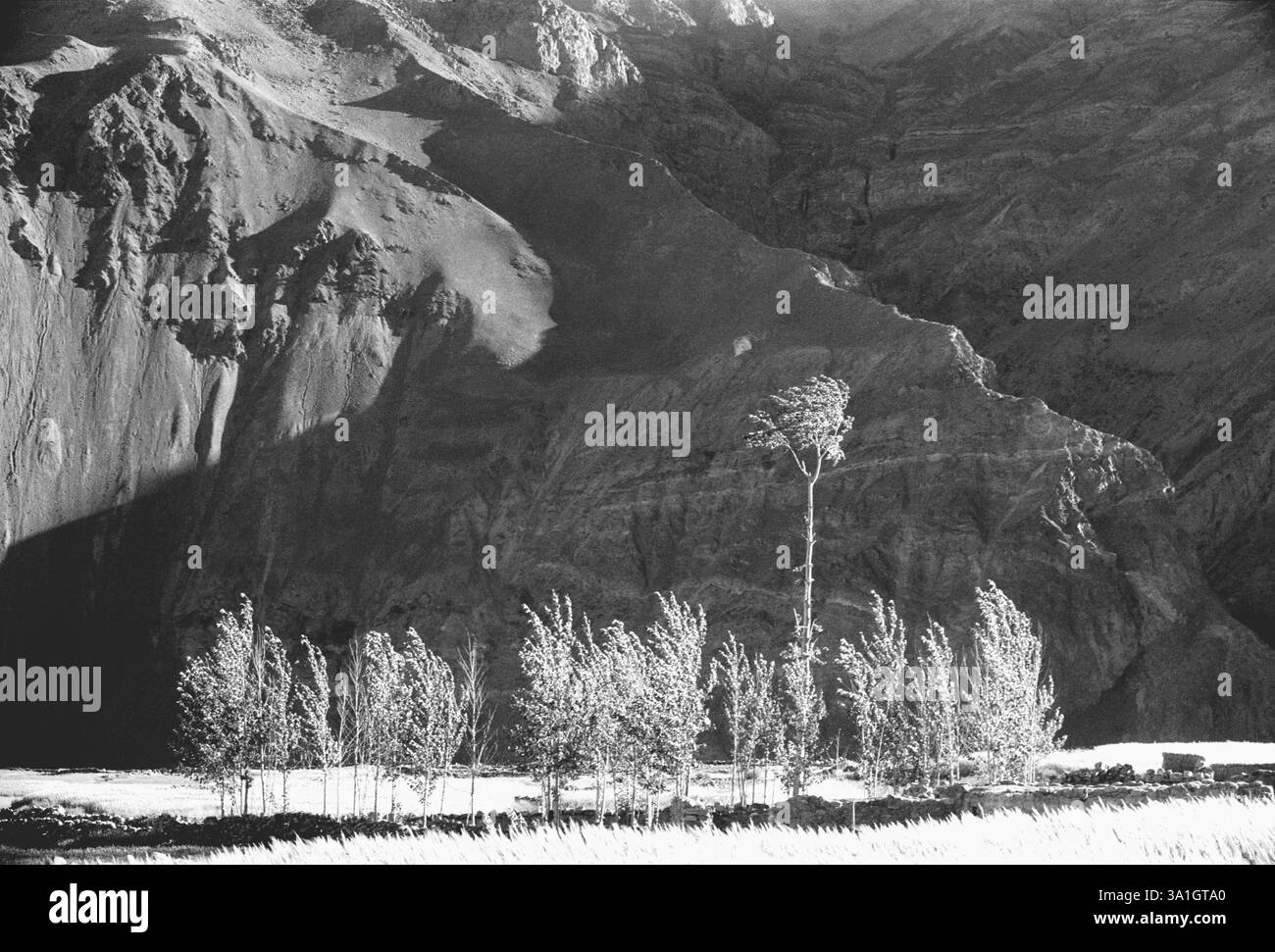 Form of tree Stock Photo - Alamy