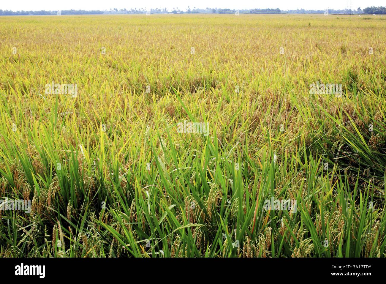 Rice field, Kuttanadu, Alappuzha, Kerala, India, Asia Stock Photo - Alamy