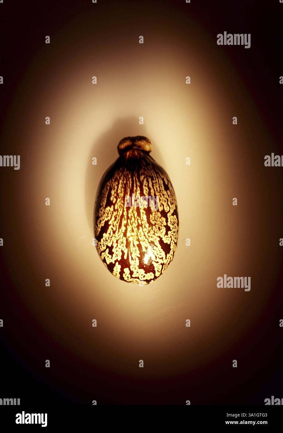 Castor seed on black background Stock Photo - Alamy