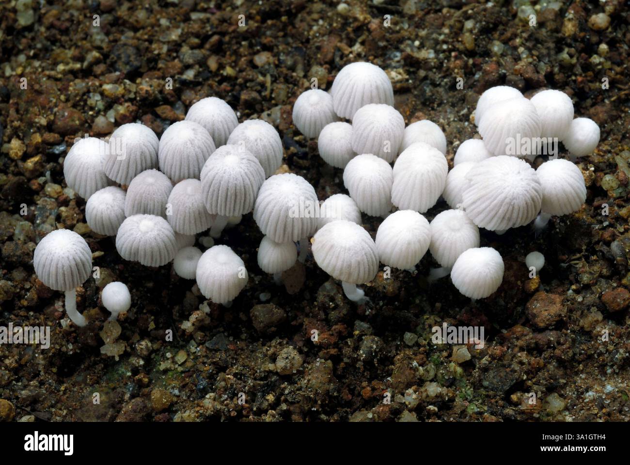 Fungi growth during rainy season Coprinus spp, Trivandrum, Kerala ...