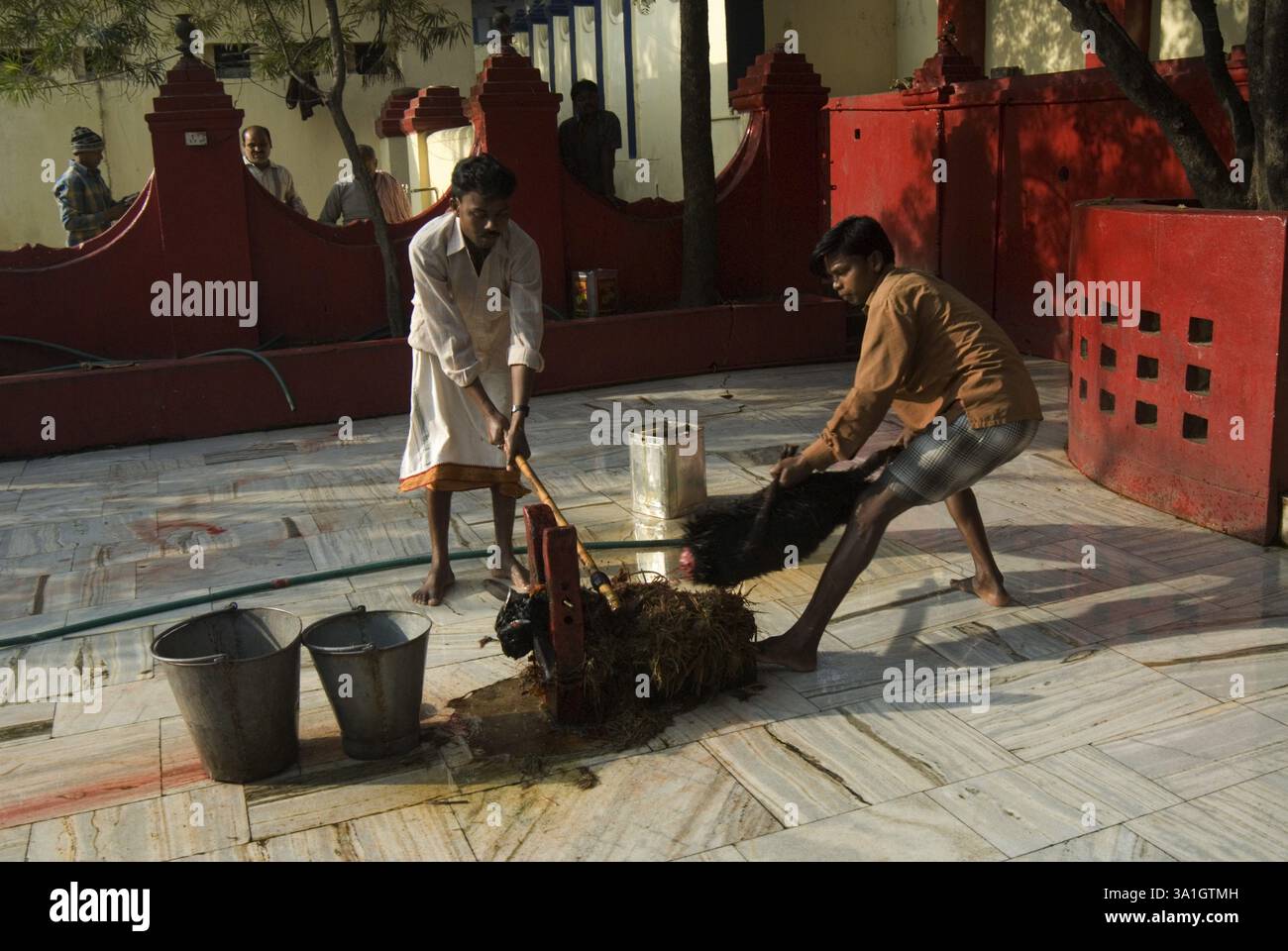 Religious sacrifice of goat at Rajrappa temple and Maa Chhinna Mastika ...