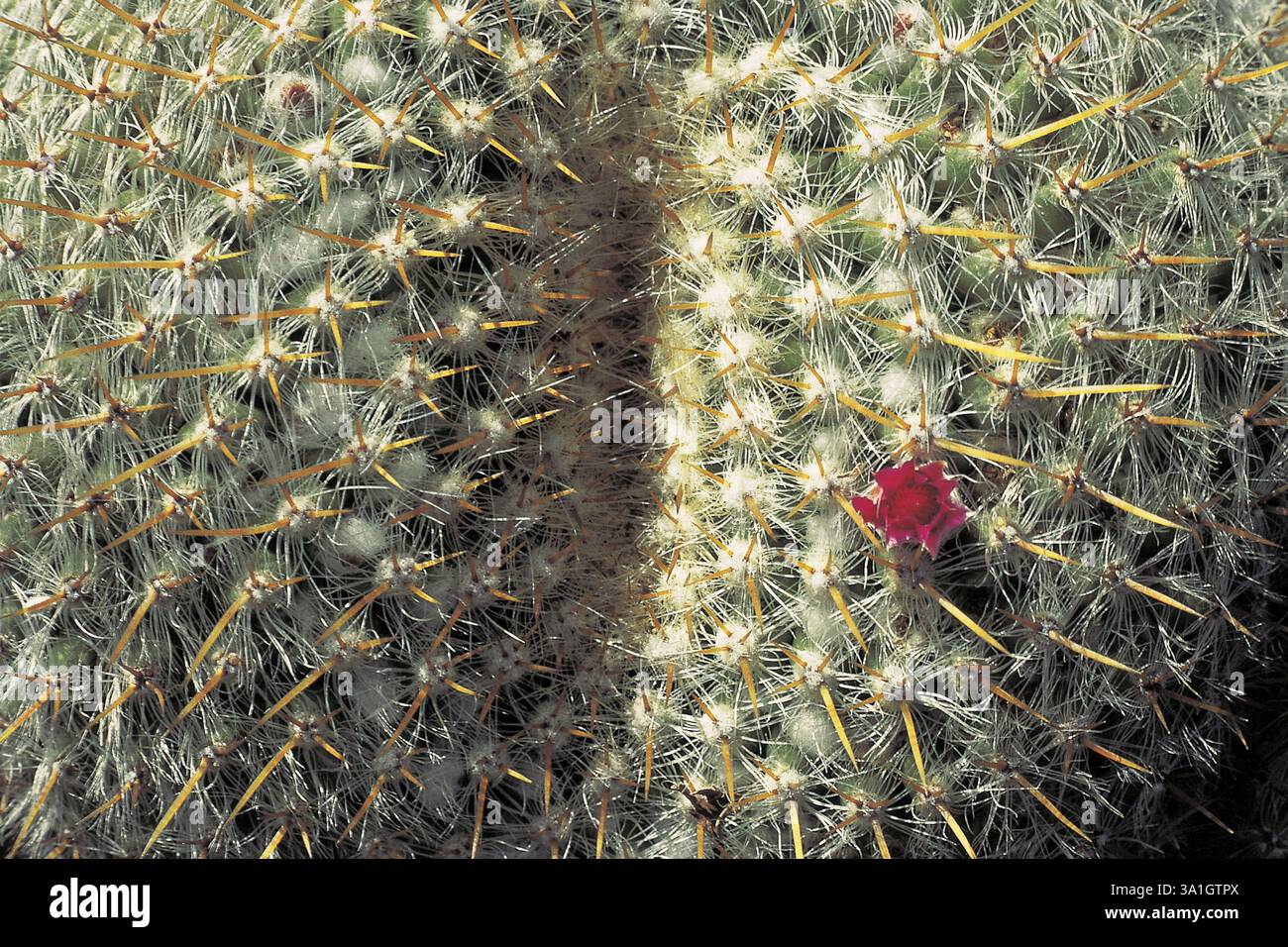 Very unusual cactus formation with red flowers, Arizona, U.S.A. United ...
