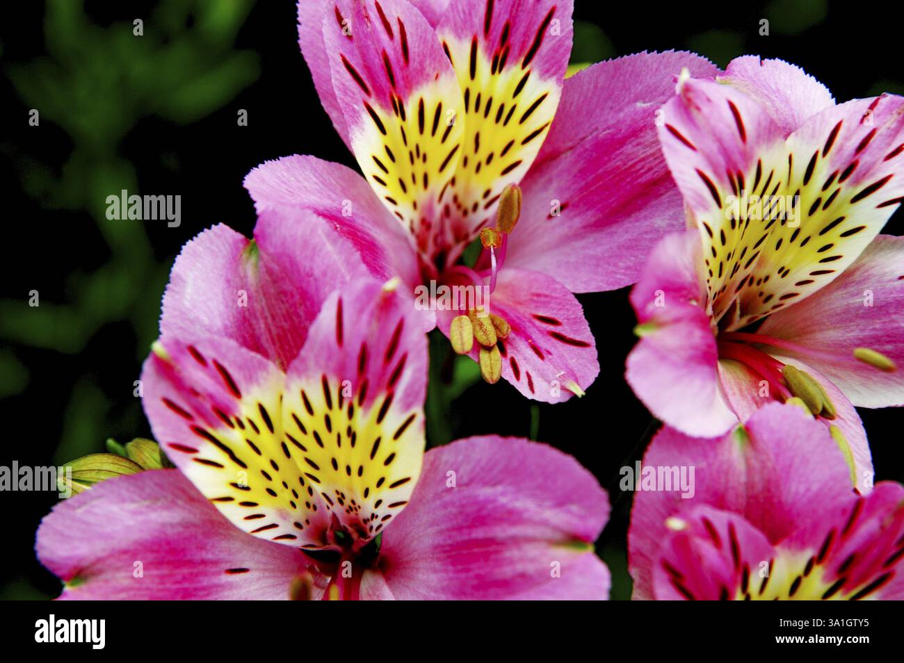 Butterfly pink flowers at private bungalow at Munnar, Kerala, India ...