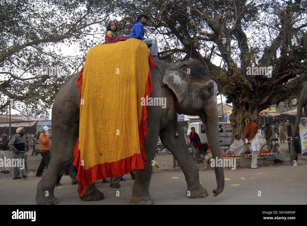 Elephants parade on road during religious function at Allahabad, Uttar ...