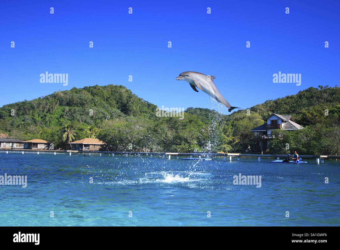Dolphin jumping, A bottlenose dolphin, Binomial name Tursiops Truncatus ...