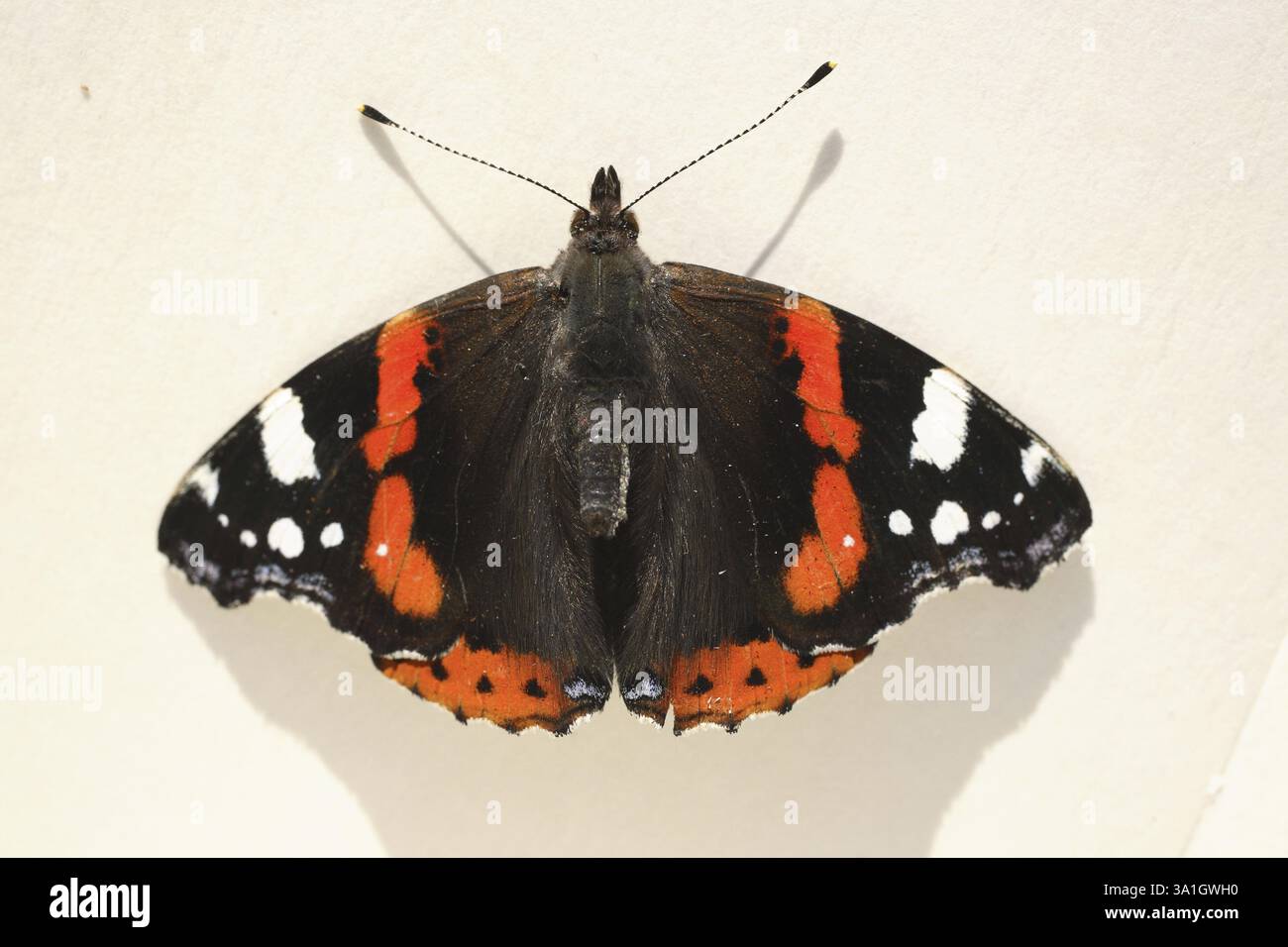 Insect, Dark brown moth with white and orange spots Stock Photo - Alamy