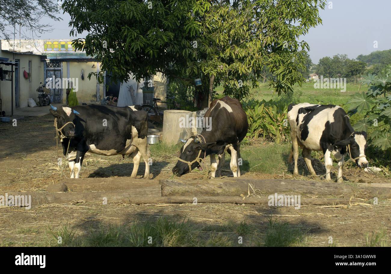 Cross bred cows at Ralegaon Siddhi, near Pune, Maharashtra, India, Asia ...
