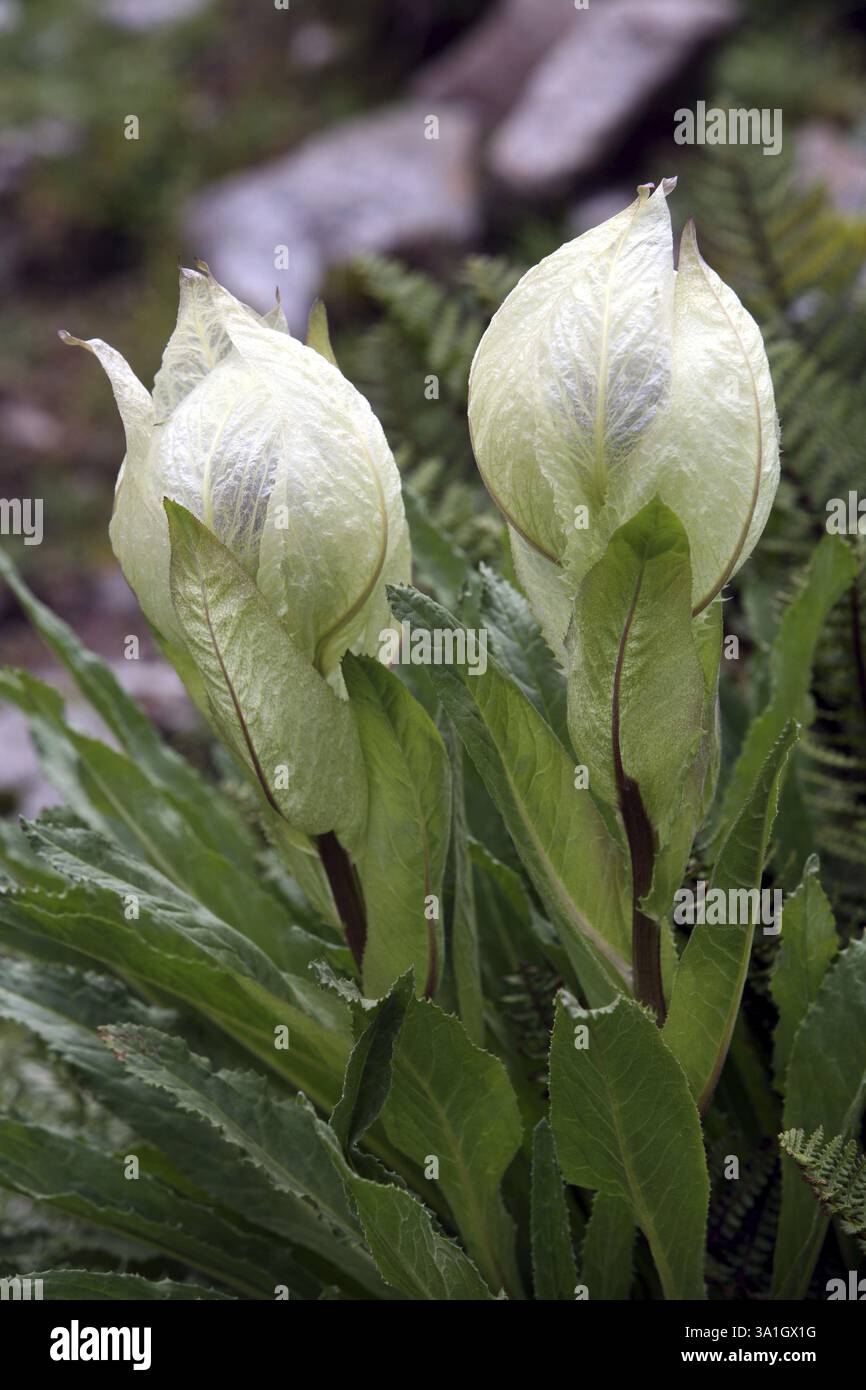 Saussurea obvallata also known as Bhrma Kamal which is named after ...