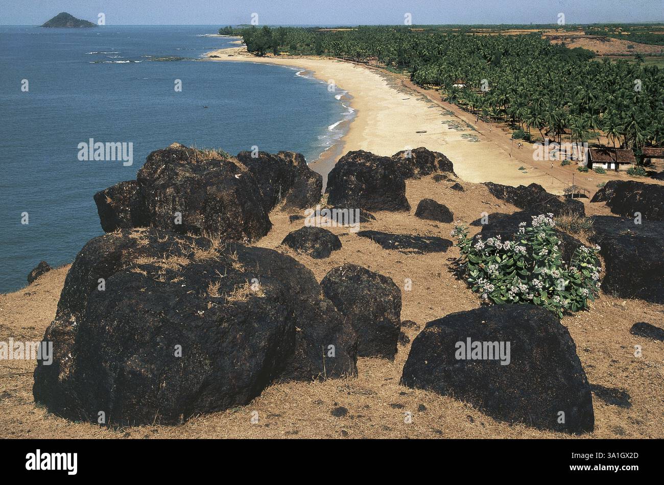 Hillock with black basaltic rocks and madar flowers Calotropis prosera ...