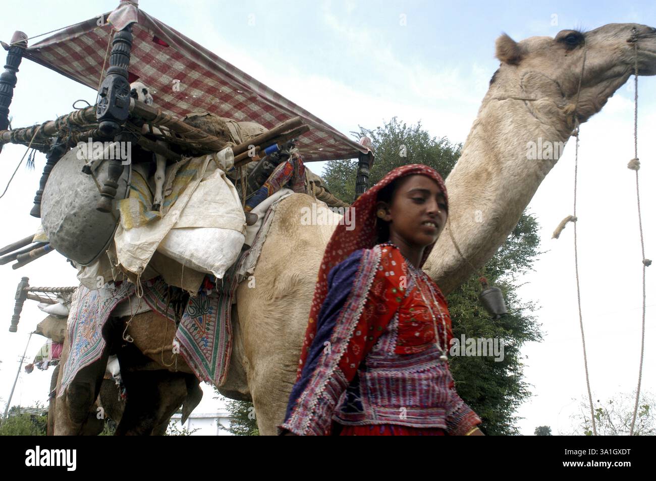 A nomad woman moving with her belongings loaded on the back of camel at ...