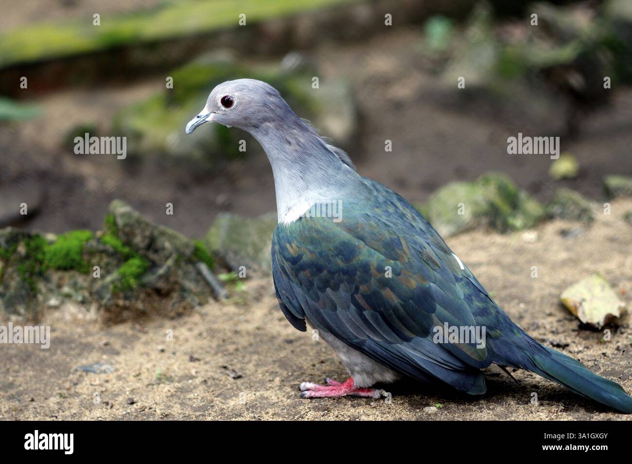 Imperial pigeon Duculabadia Stock Photo - Alamy
