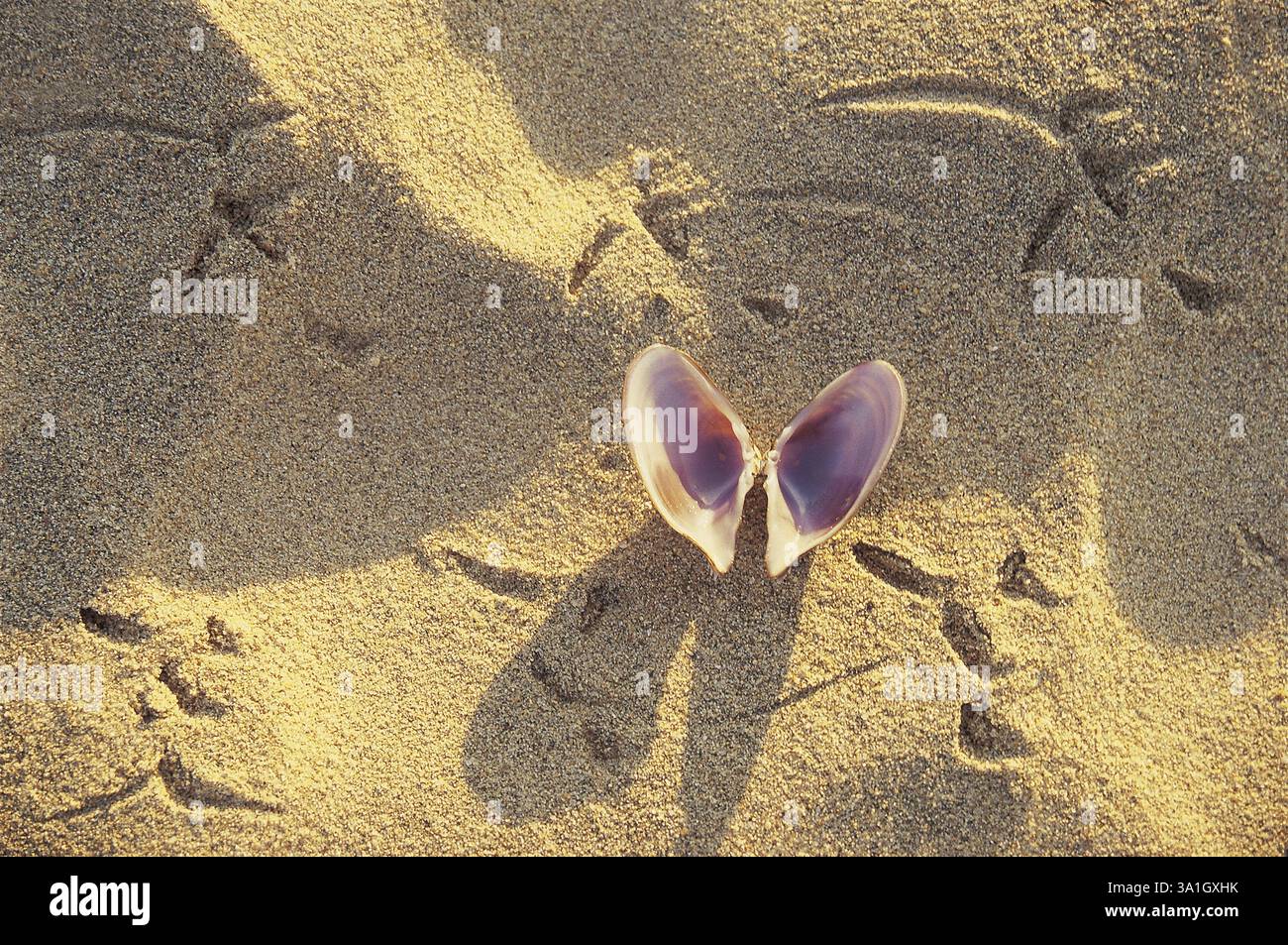Sea Shell with bird foot print, Covelong, Tamil nadu, India, Asia Stock ...