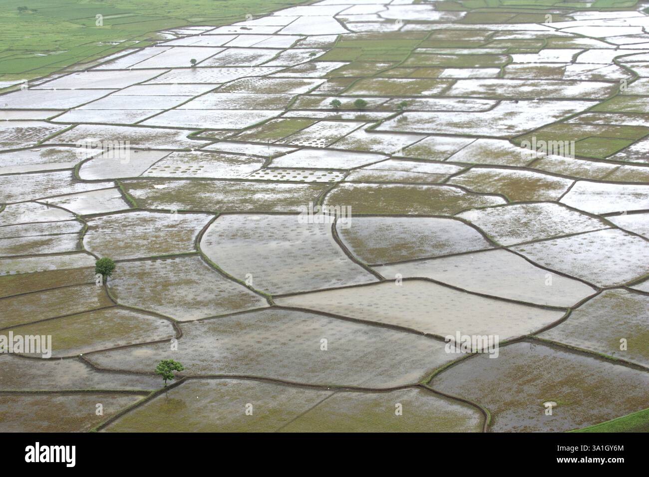 An aerial view of farming land immersed in water flood rocked in Raigad ...