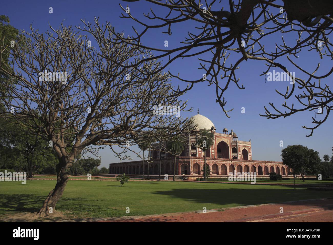 Tree Champa and Magnolia Grandiflora in Humayun's tomb built in 1570 ...