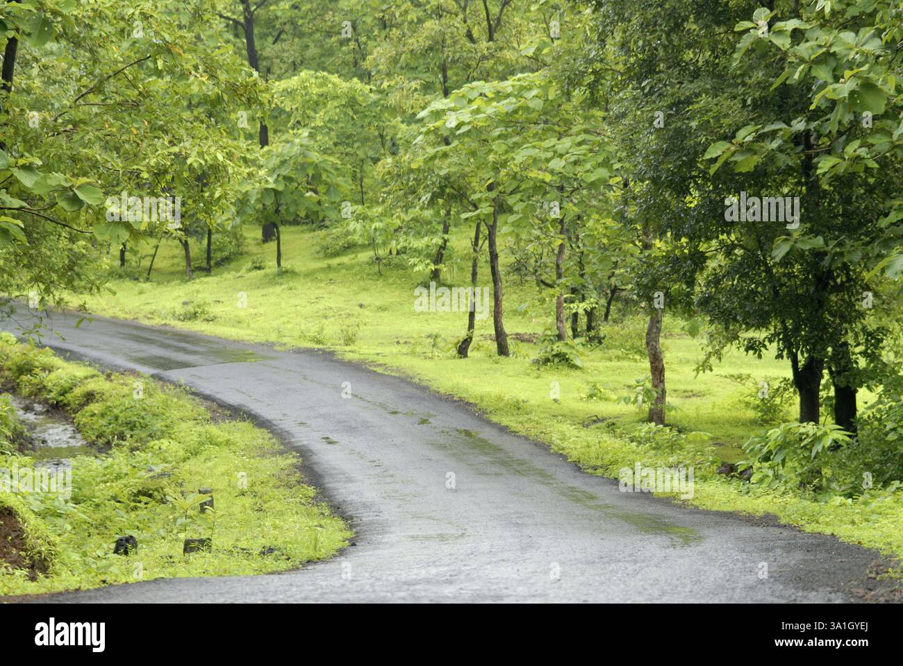 Greenery in monsoon on tansa lake road, district Thane, Maharashtra ...