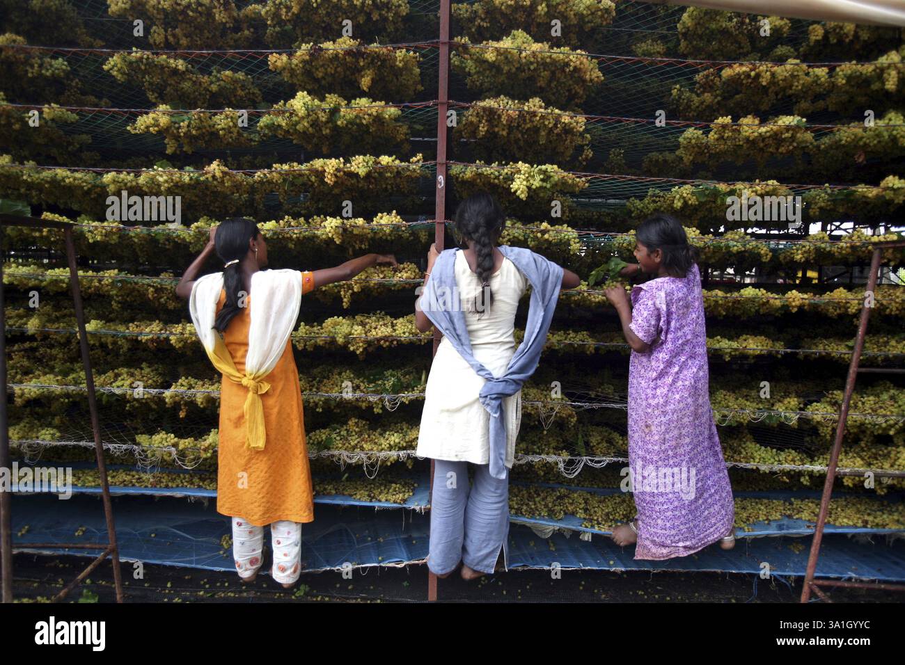 Workers sorting dry grapes in dry grapes factory at Sangli, Maharashtra ...