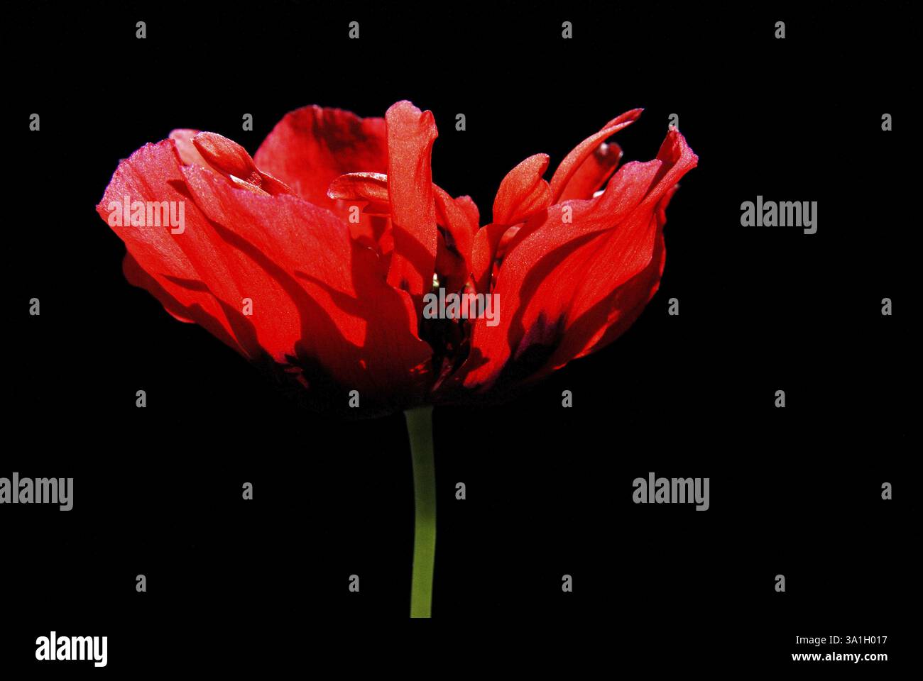 Poppy flower, Jodhpur, Rajasthan, India, Asia Stock Photo - Alamy