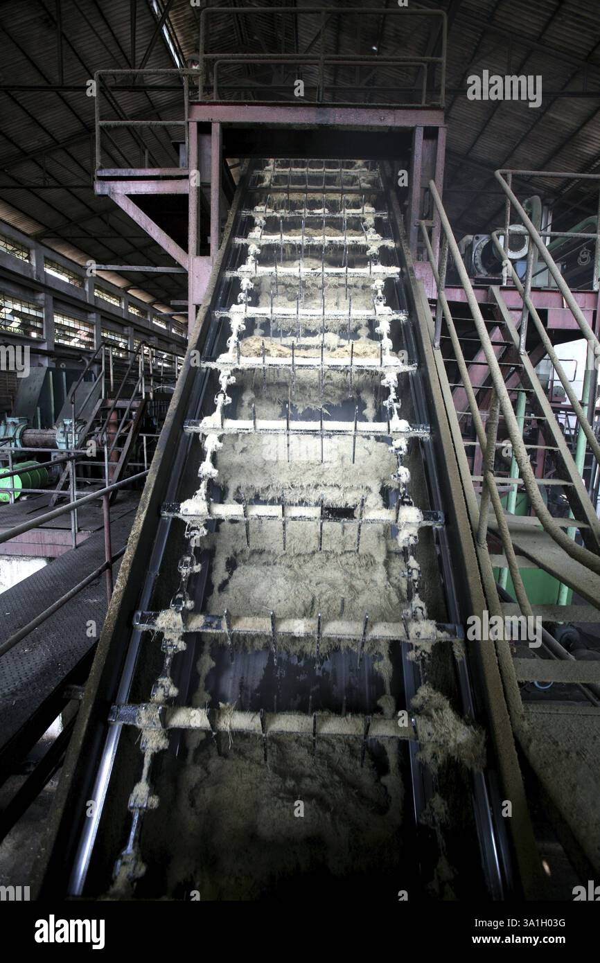 The left over sugar cane on the conveyor belt at the sugar factory in ...