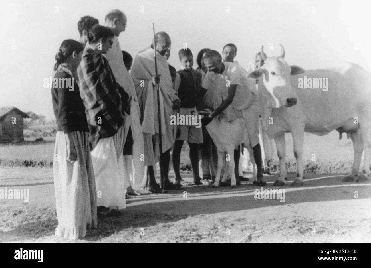 Balwant Singh presents a newborn calf to Mahatma Gandhi and others at ...