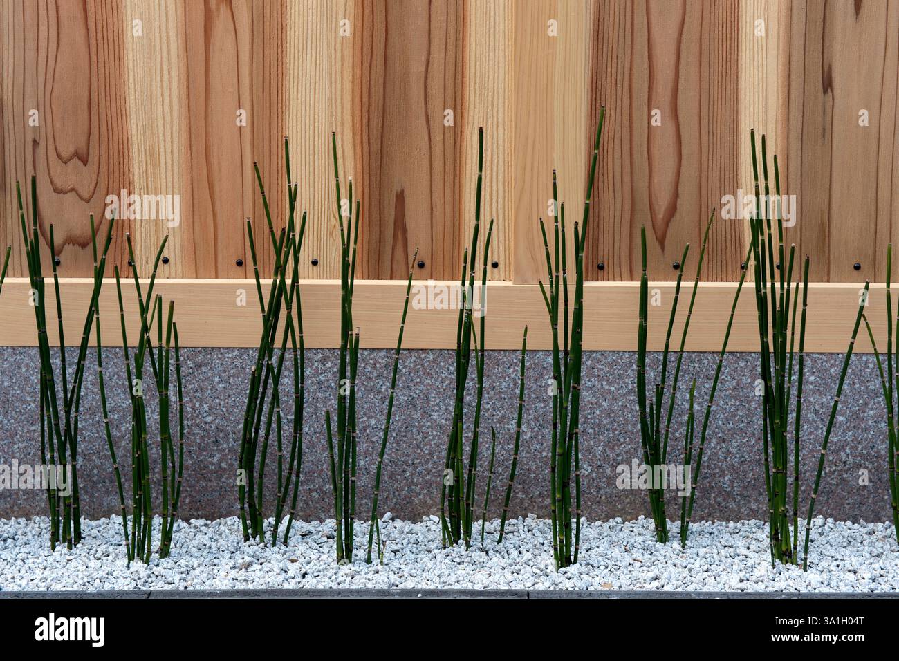 Simplicity in design, clusters of reeds growing in a stone garden ...