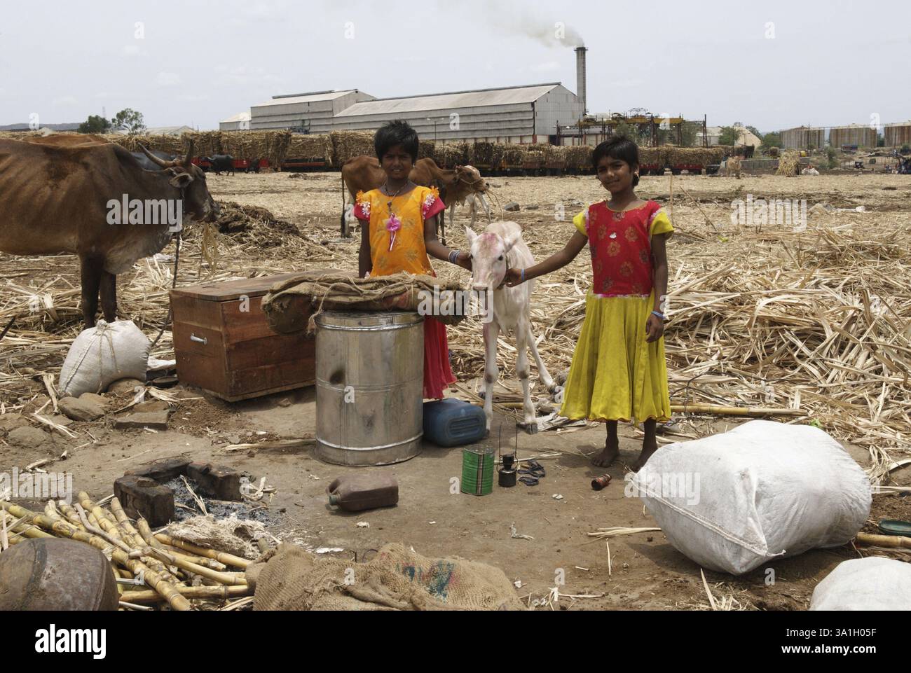 Migration due to water scarcity, Beed, Maharashtra, India, Asia Stock ...