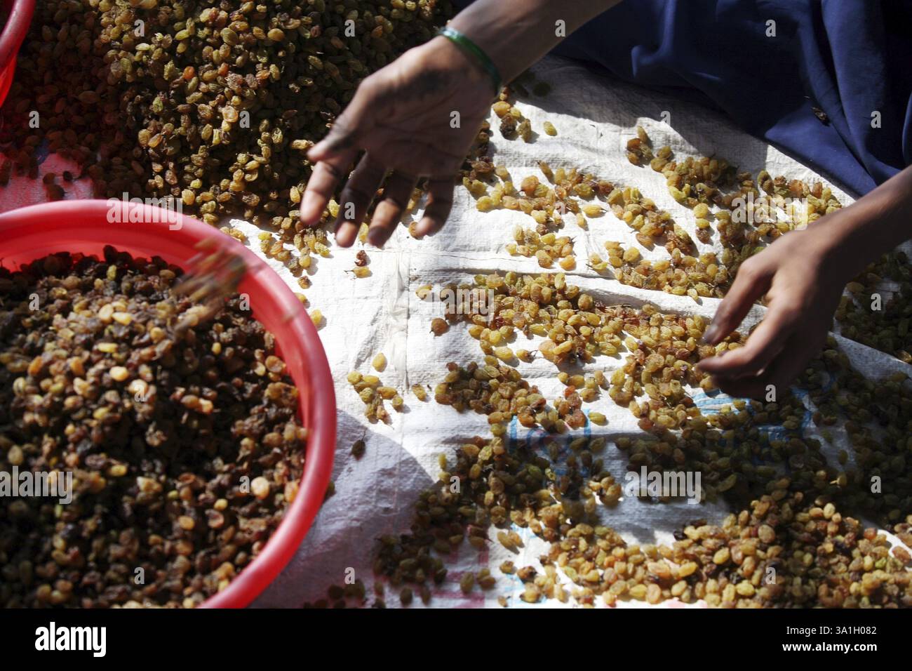 Workers sorting dry grapes in dry grapes factory at Sangli, Maharashtra ...