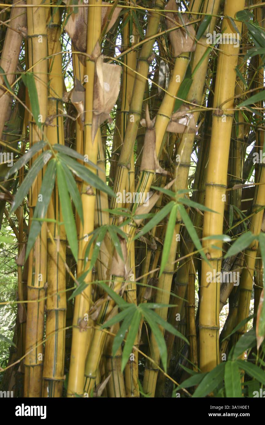 Bamboo tree at jijamata garden, Byculla, Mumbai Bombay, Maharashtra ...