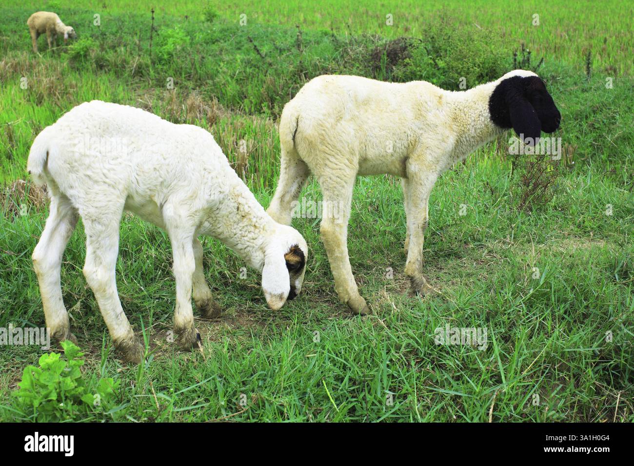 Sheep grazing, Kerala, India, Asia Stock Photo - Alamy