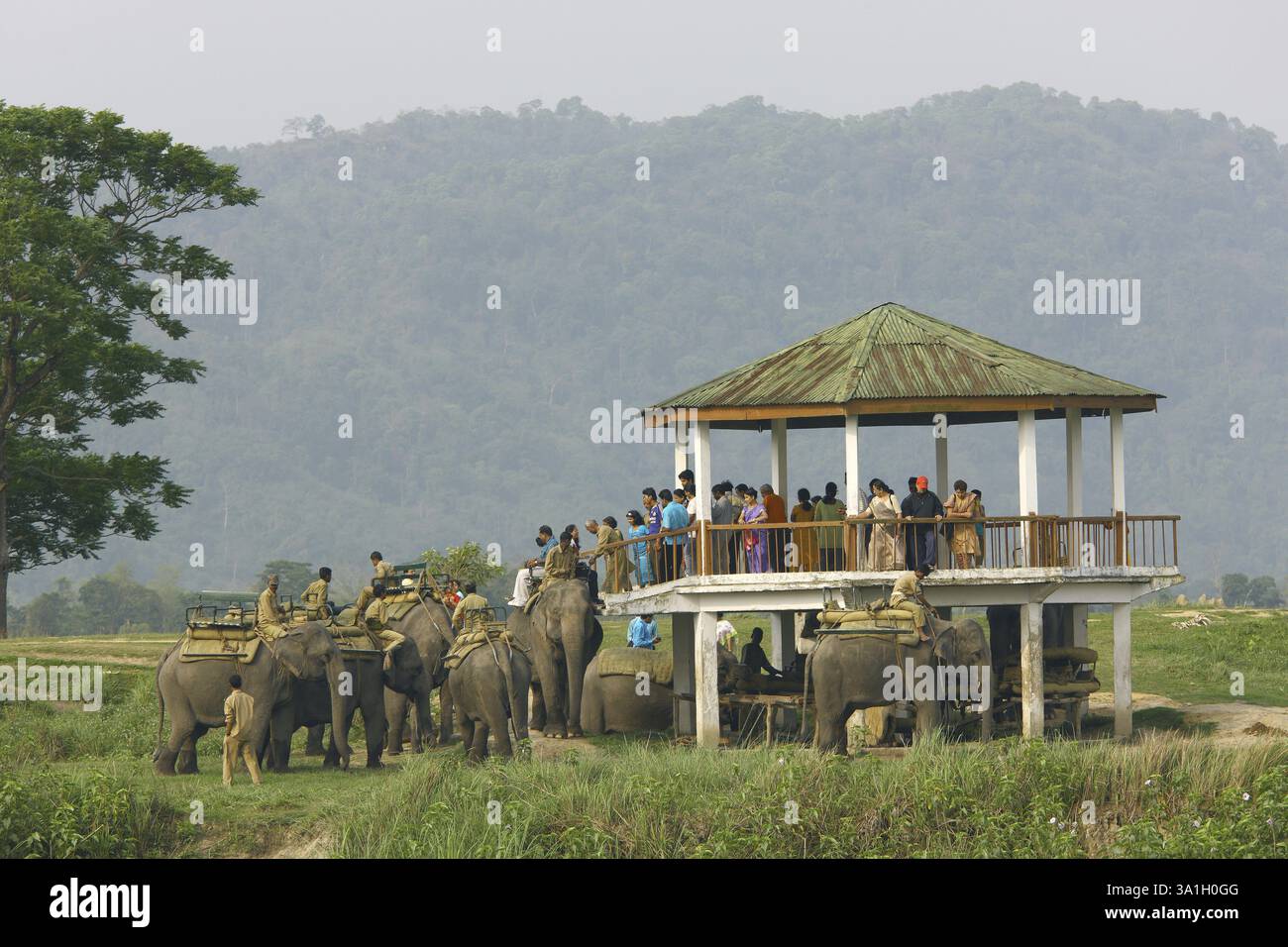 Asiatic Elephant (Elephas maximus) with long ivory tusks from Kaziranga ...