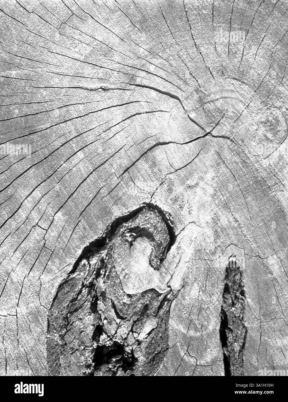 Tree detailed image Black and White Stock Photos & Images - Alamy