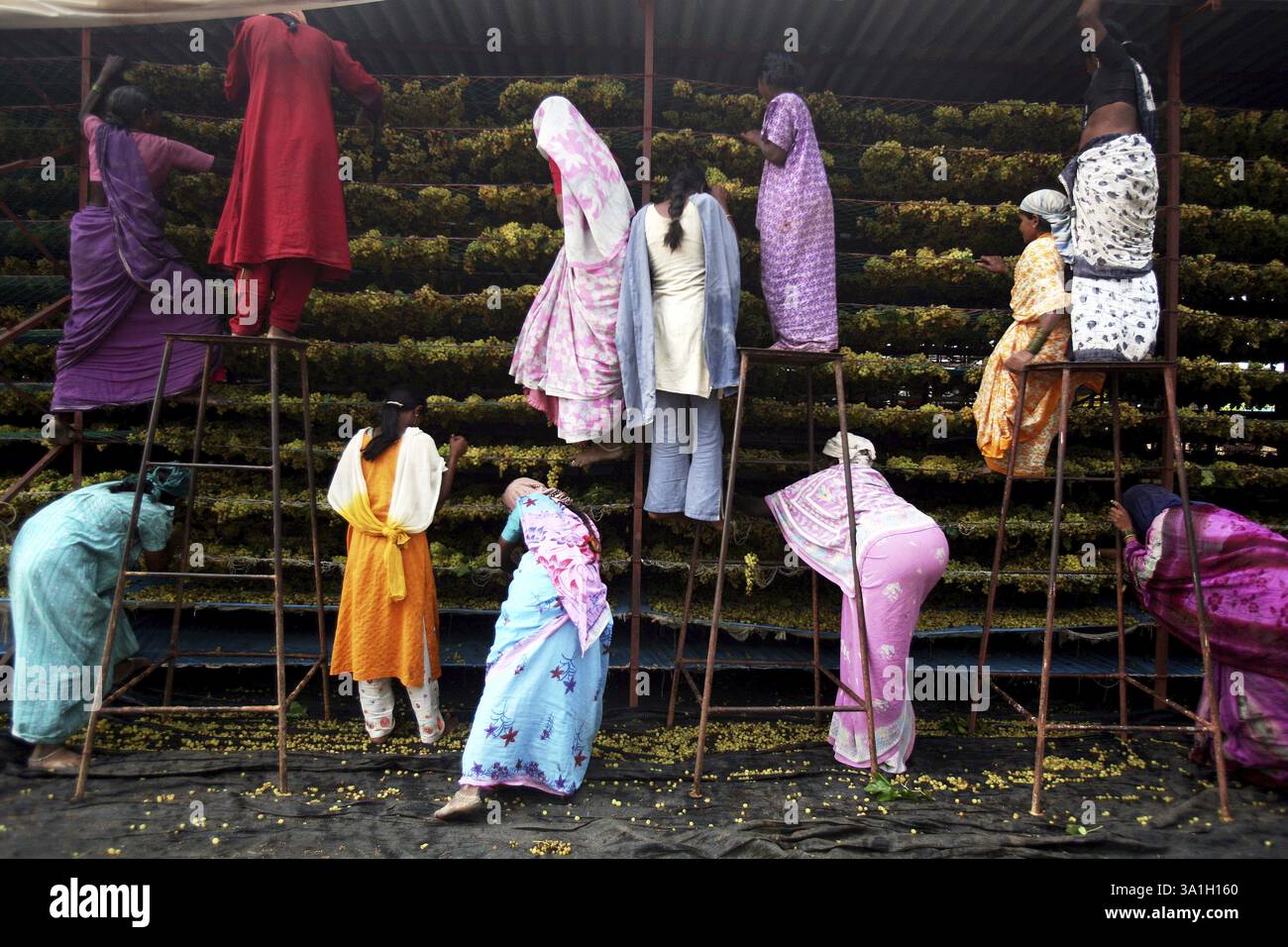 Workers sorting dry grapes in dry grapes factory at Sangli, Maharashtra ...
