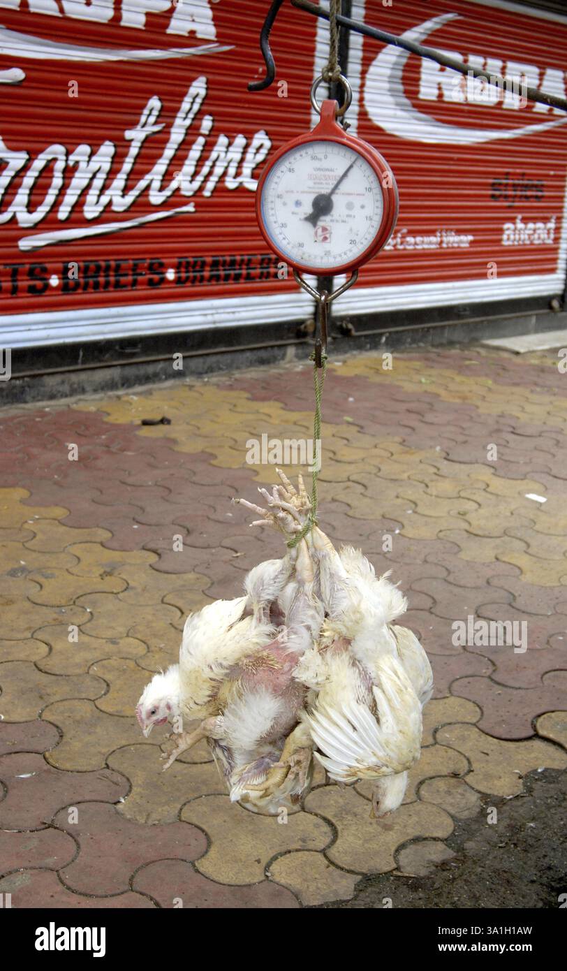 Chicken broiler English weighting before sale at Dadar, Mumbai Bombay ...