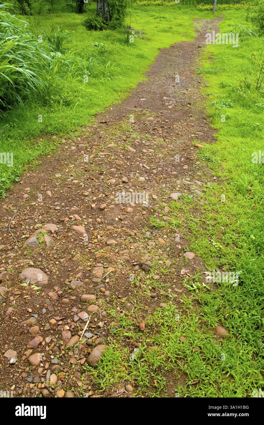Forest footway path between green grass, Sanjay Gandhi National Park ...
