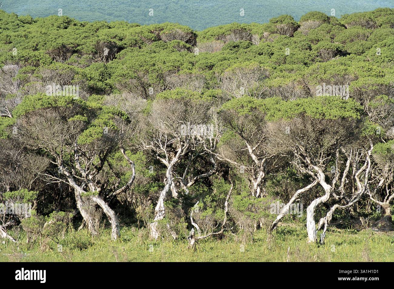 Tea trees, Wilson Promonotory, Victoria, Australia, Oceania Stock Photo ...
