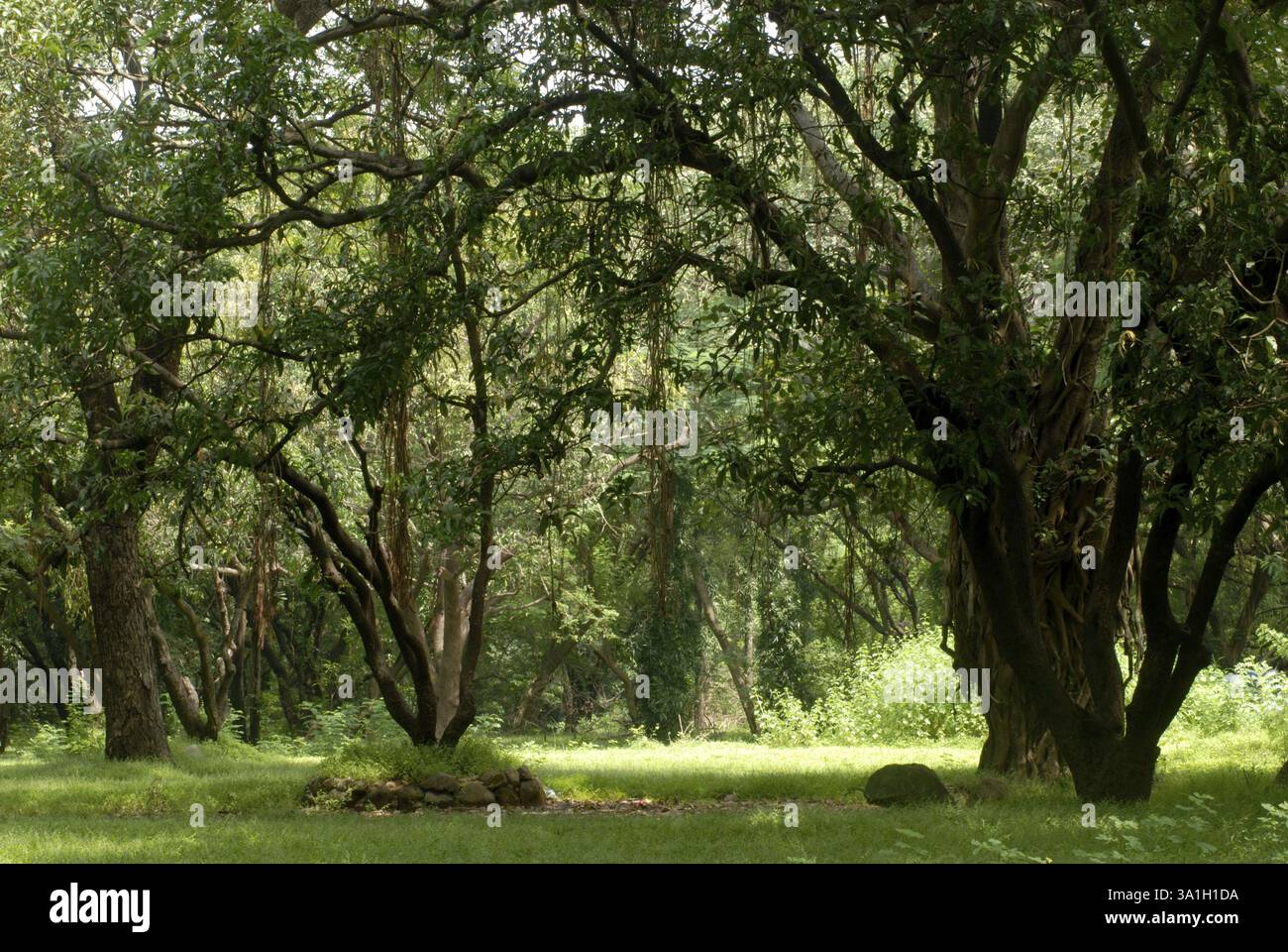 Dense forest of very old trees and lush green grass at Sanjay Gandhi ...