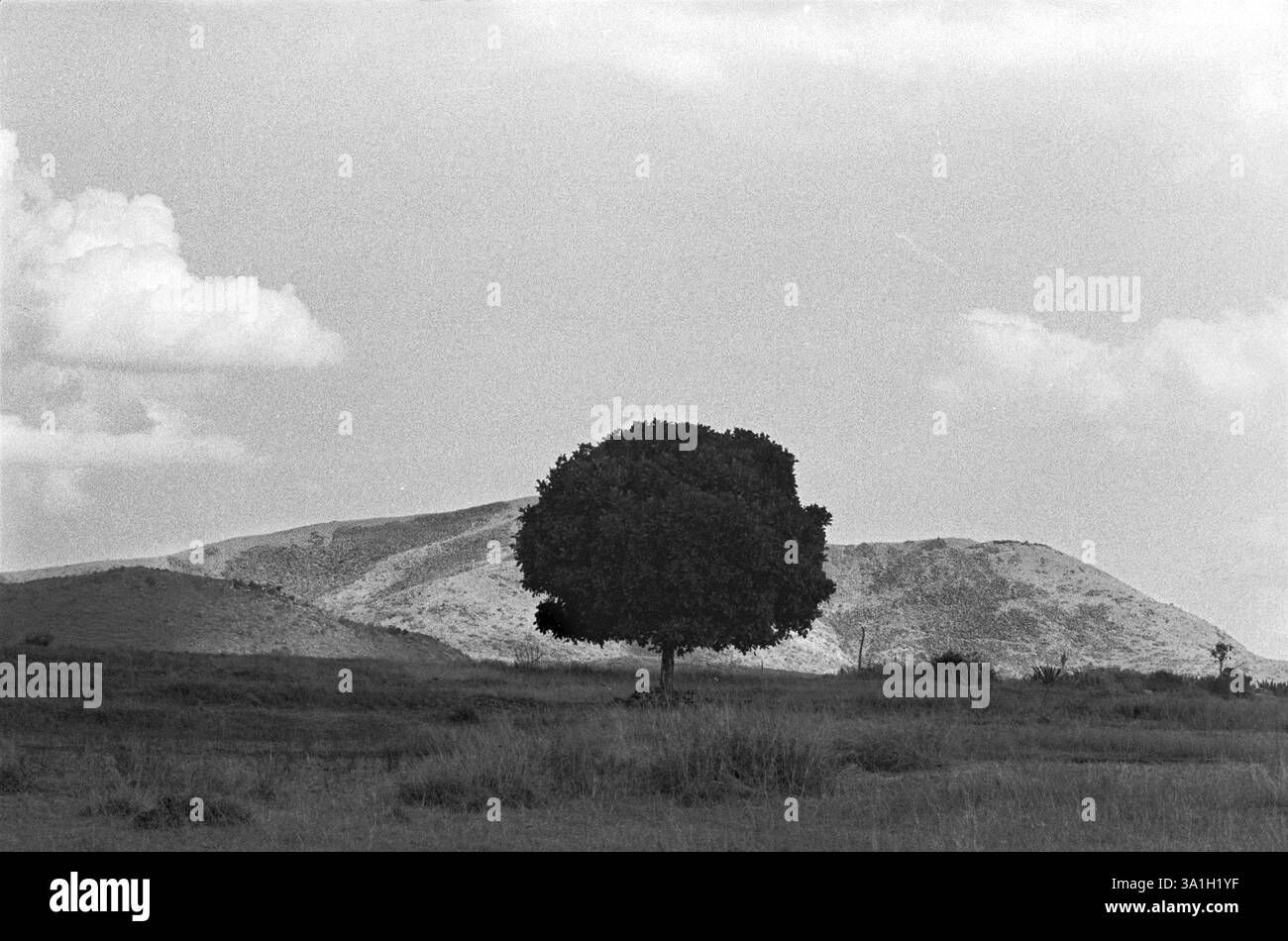 Form of tree Stock Photo - Alamy