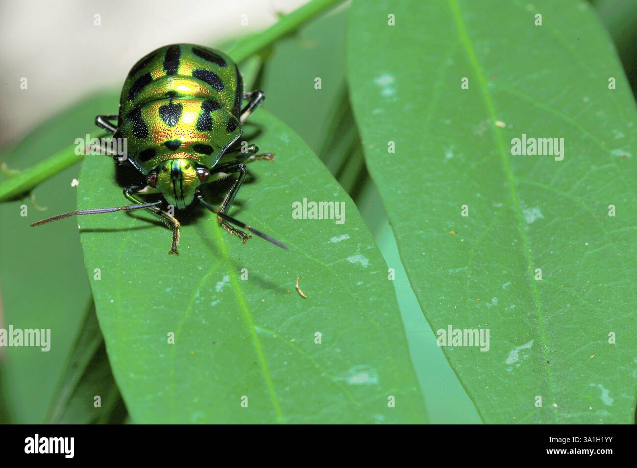 Insect, gold bug with black polka dots on green leaf, Calicut, Kerala ...