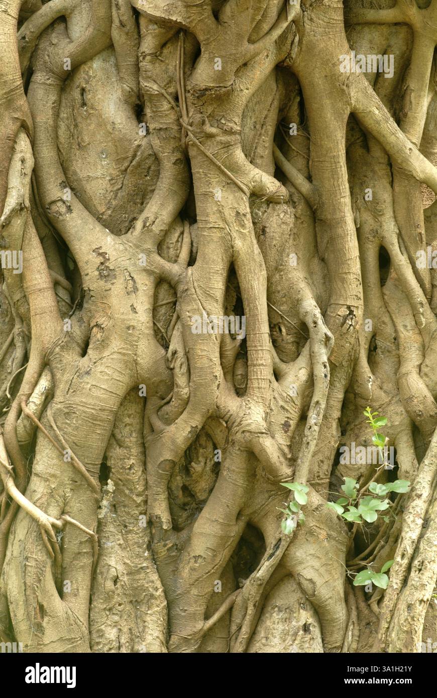 Tight close-up of huge trunk of very old Banyan tree form by descending ...
