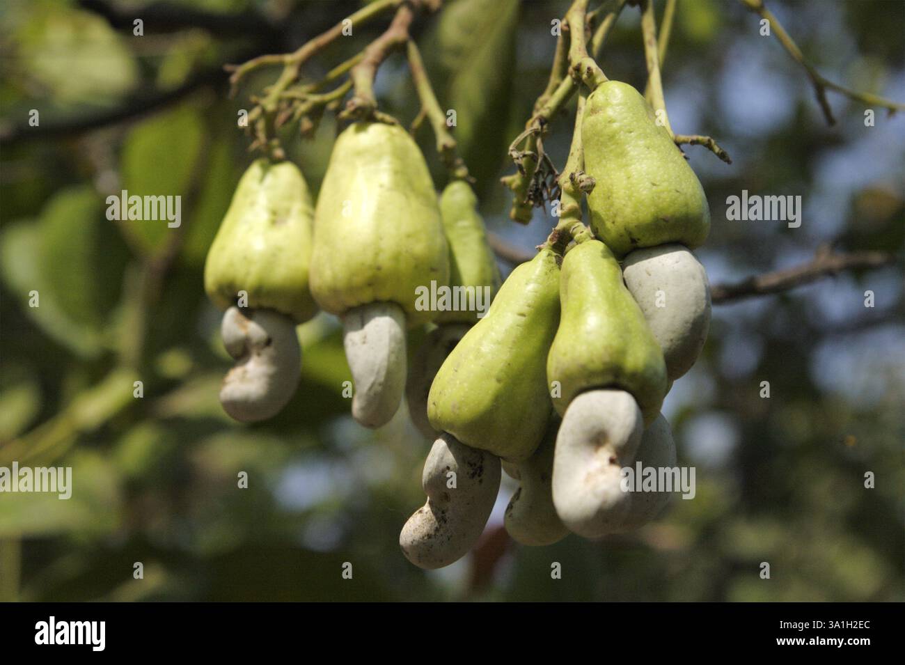 Cashew nut maharashtra india hi-res stock photography and images - Alamy