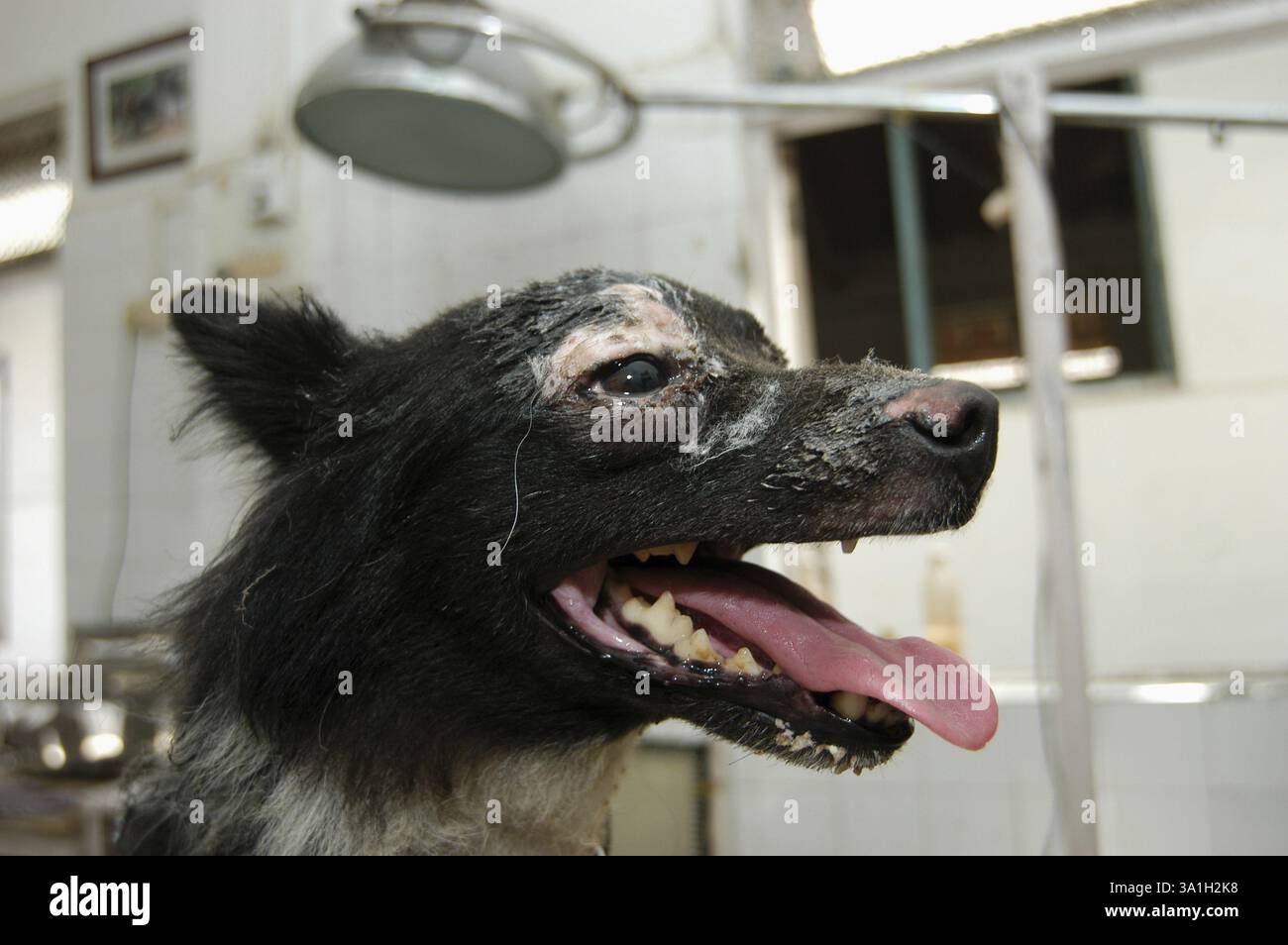 Dog treated for wounds at Parel Animal Hospital known as Bai Sakarbai ...