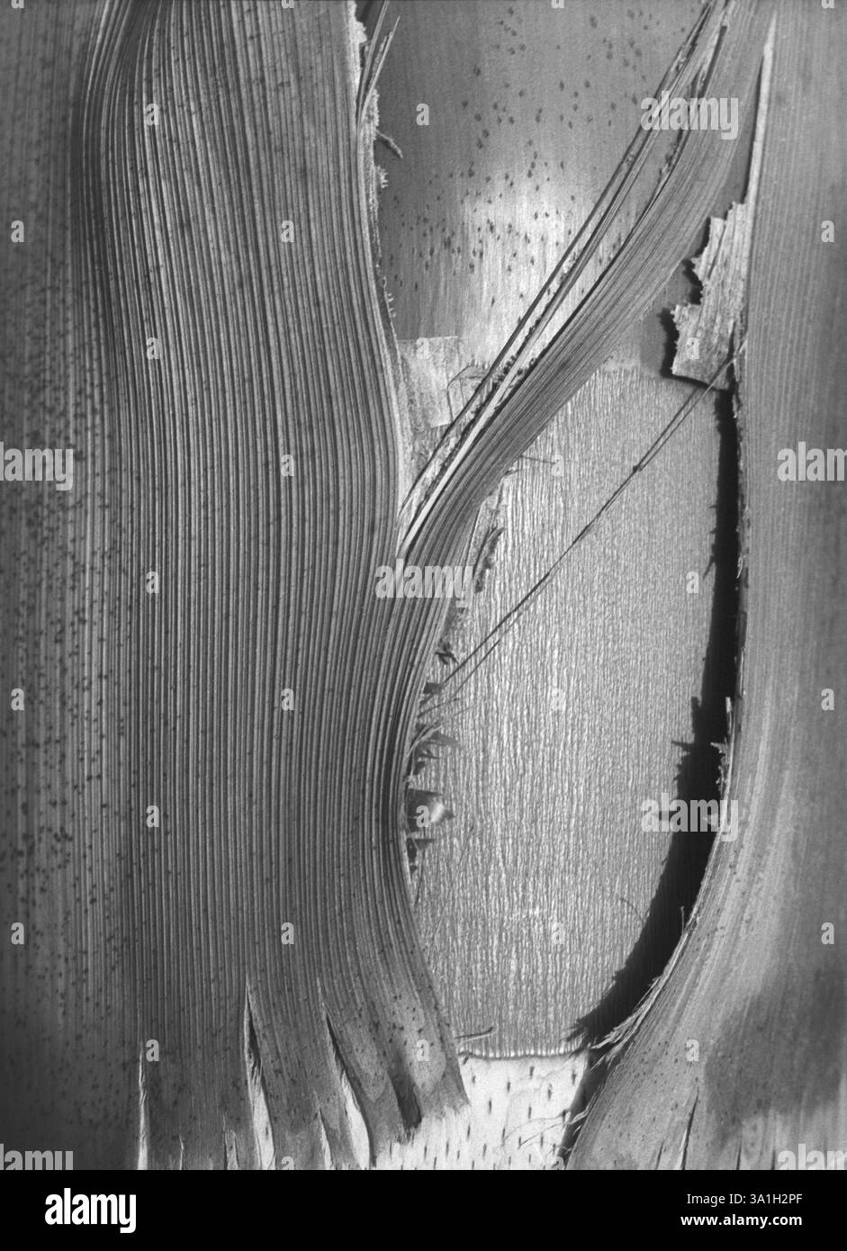 Tree detailed image Black and White Stock Photos & Images - Alamy